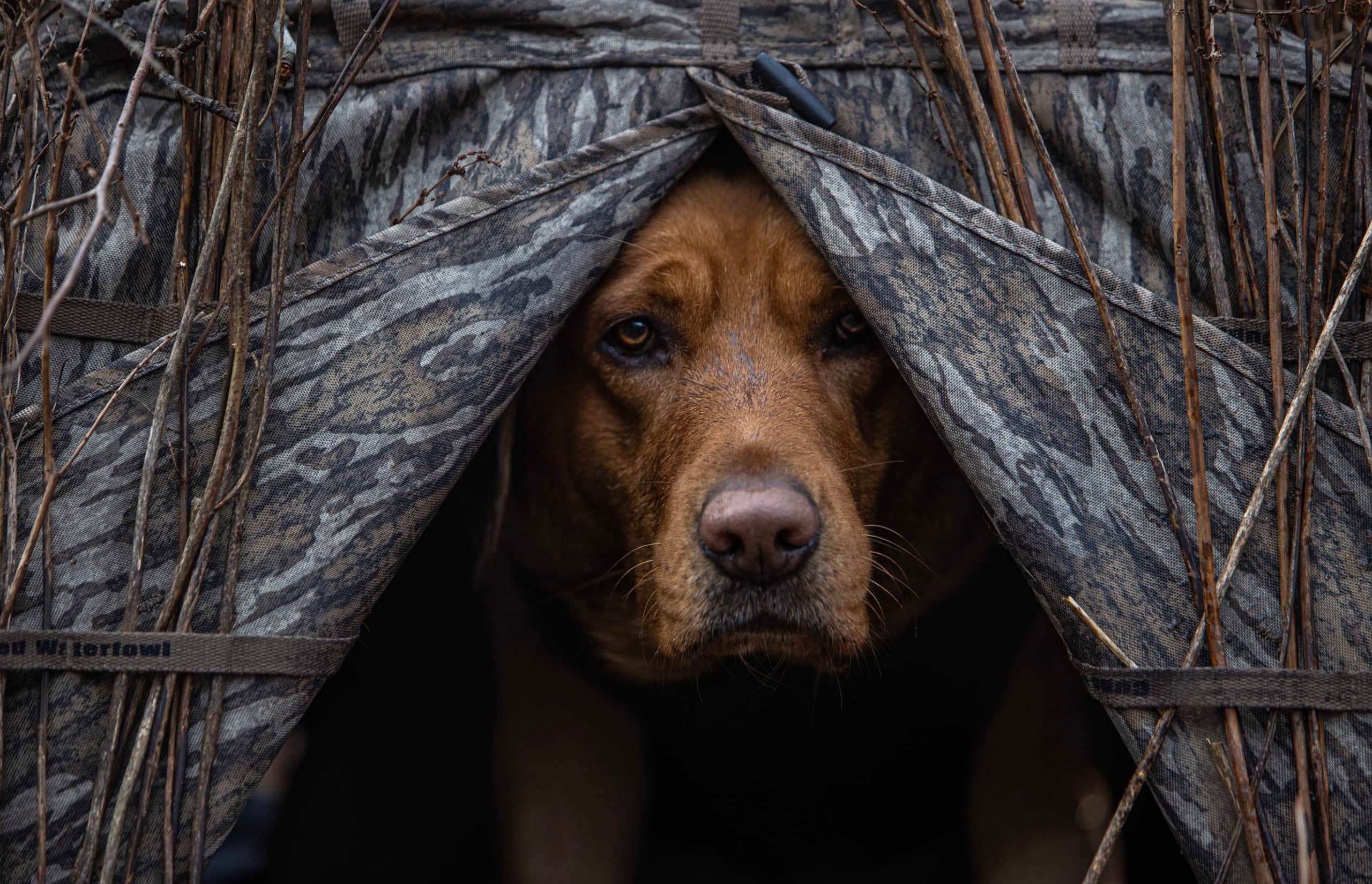 6 Duck Blind Concealment Rules – Cupped Waterfowl