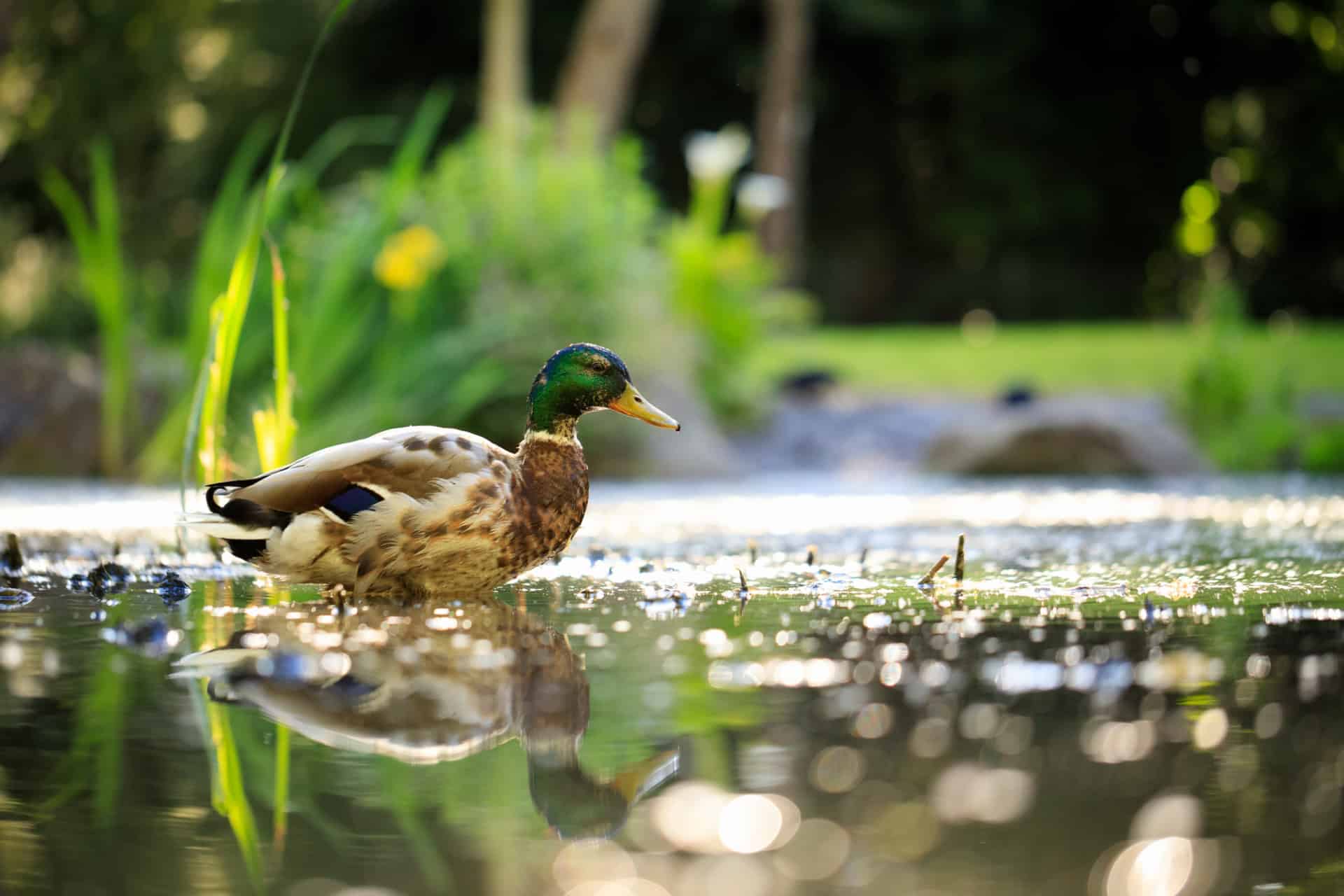 Tips for Scouting New Waterfowl Food Sources Before Hunting Season ...