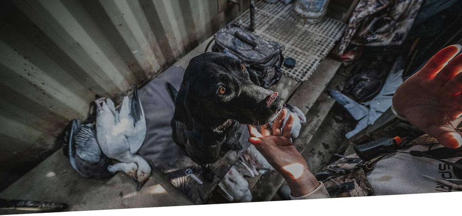 Dog Training – Cupped Waterfowl