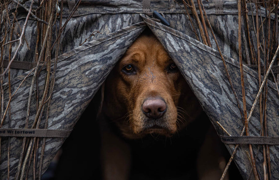 Dog Blinds – Cupped Waterfowl
