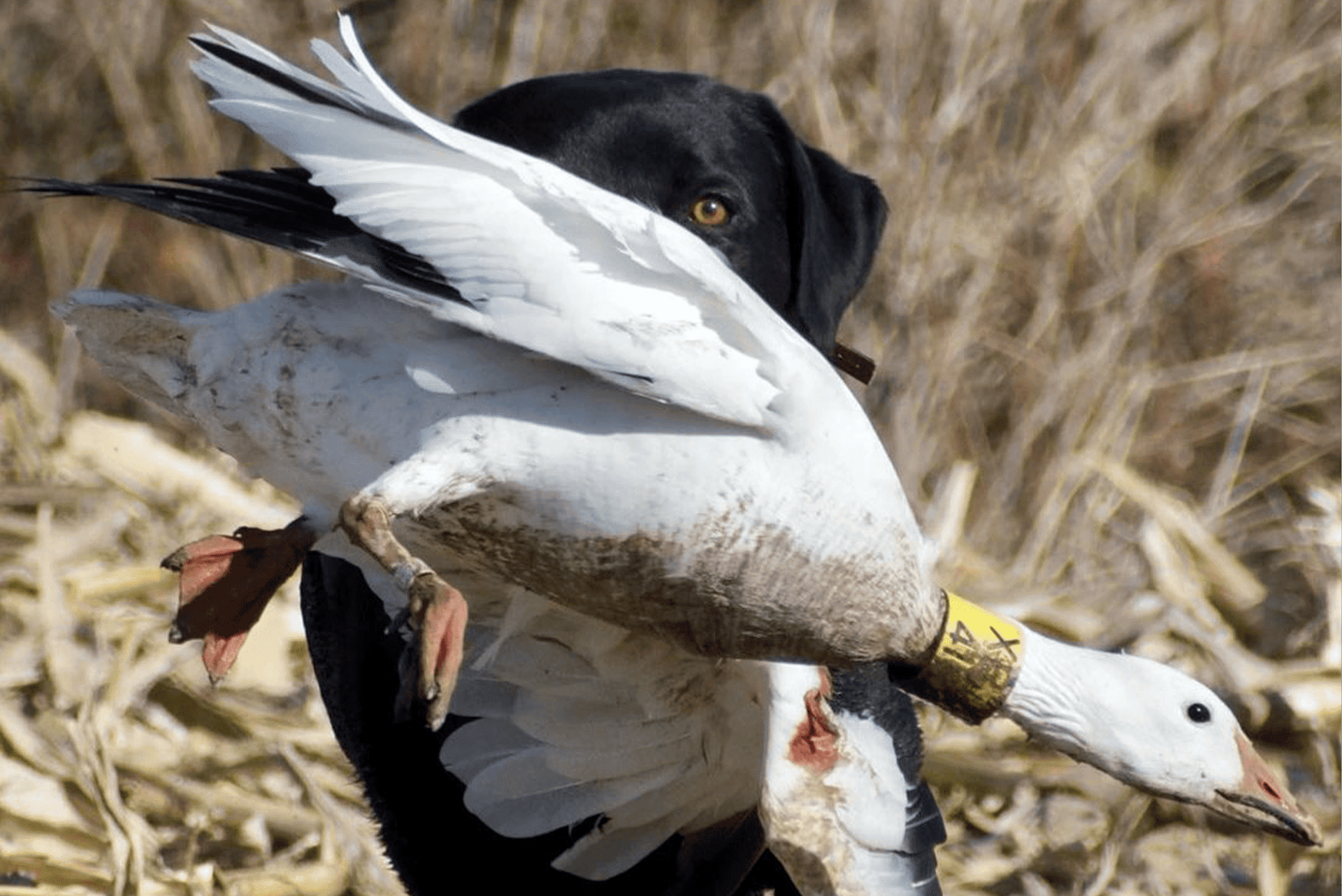 Top Snow Goose Hunting Destinations - Cupped Waterfowl